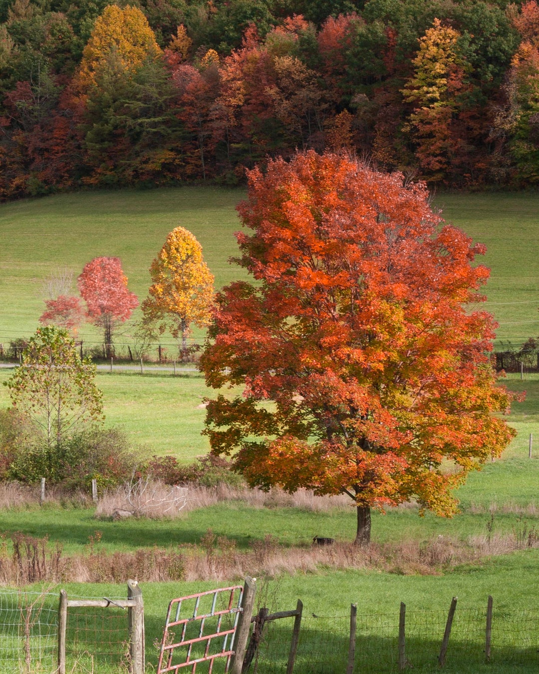 Beautiful Colorful Virginia in Autumn Red Trees on the Farm - Etsy