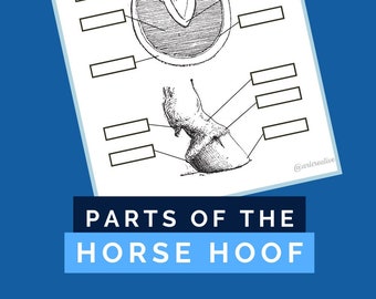 Parts of the Horse Hoof Worksheet | Horse Education | Horse Summer Camp ...