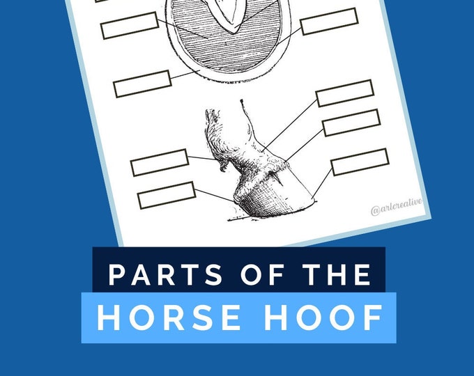 Parts of the Hoof Printable Diagram, Horse Hoof Equestrian Printable ...