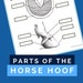 Parts of the Horse Hoof Horse Worksheet Horse Camp Activity - Etsy