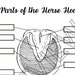 Parts of the Horse Hoof Horse Worksheet Horse Camp Activity - Etsy