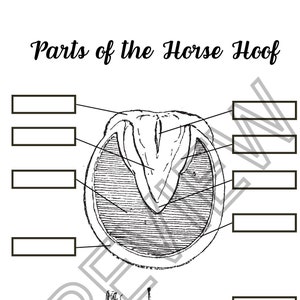 Horse Hoof Anatomy Worksheet | Camp Activity (digital Download) - Etsy