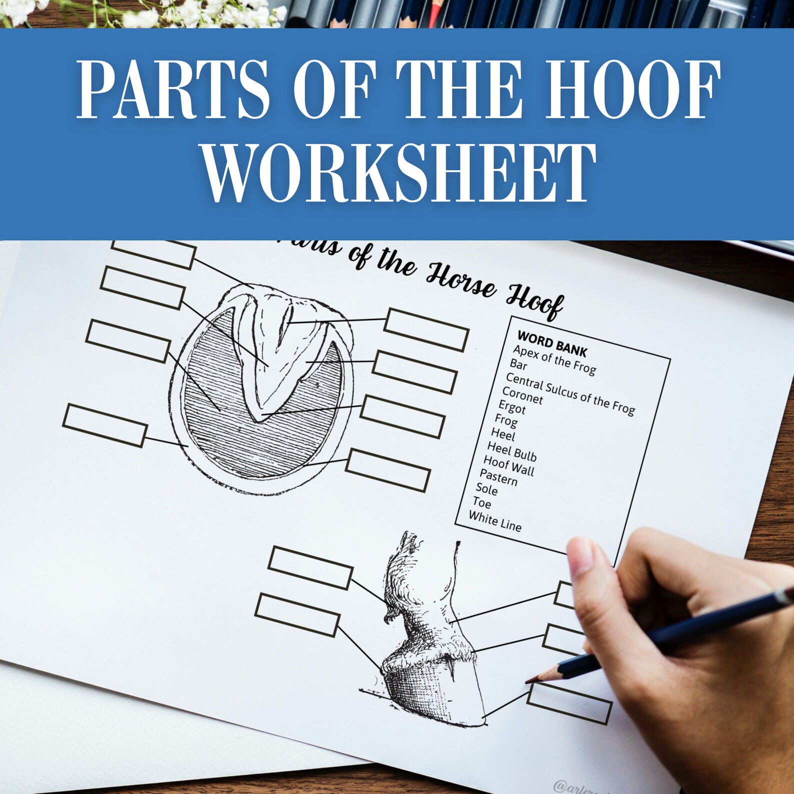 Parts of the Horse Hoof Activity Worksheet | Label Horse Foot Equine ...