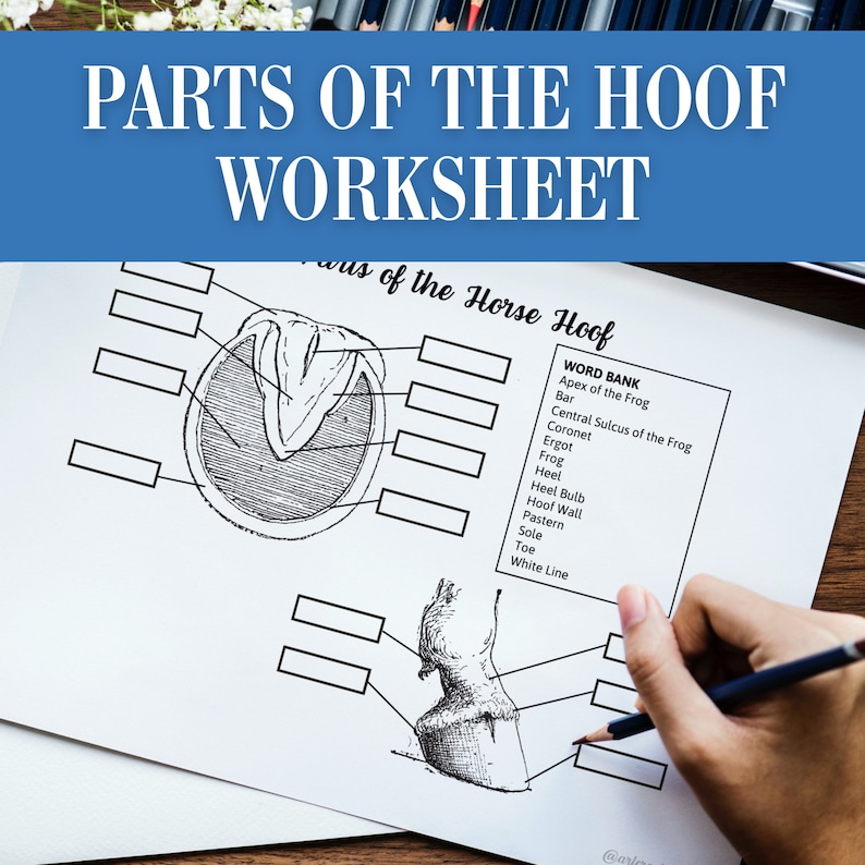 Parts of the Horse Hoof Activity Worksheet | Label Horse Foot Equine ...