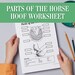Horse Camp Worksheet Bundle Horseback Riding Lesson Rain Day Activity Homeschool Horse ...