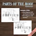 Parts of the Horse Hoof Activity Worksheet | Label Horse Foot Equine ...