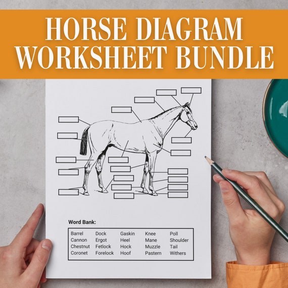 Horse Diagram For Kids Horses Horse Camp Horse Anatomy