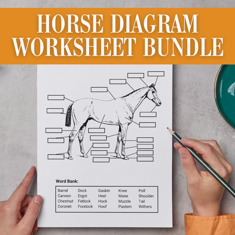 Horse Camp Worksheets - Etsy