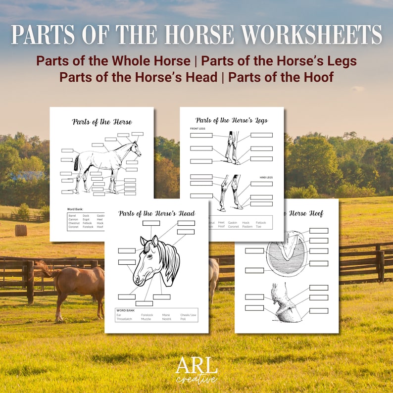 Horse Camp Worksheet Bundle | Horseback Riding Lesson Rain Day Activity | Homeschool Horse ...