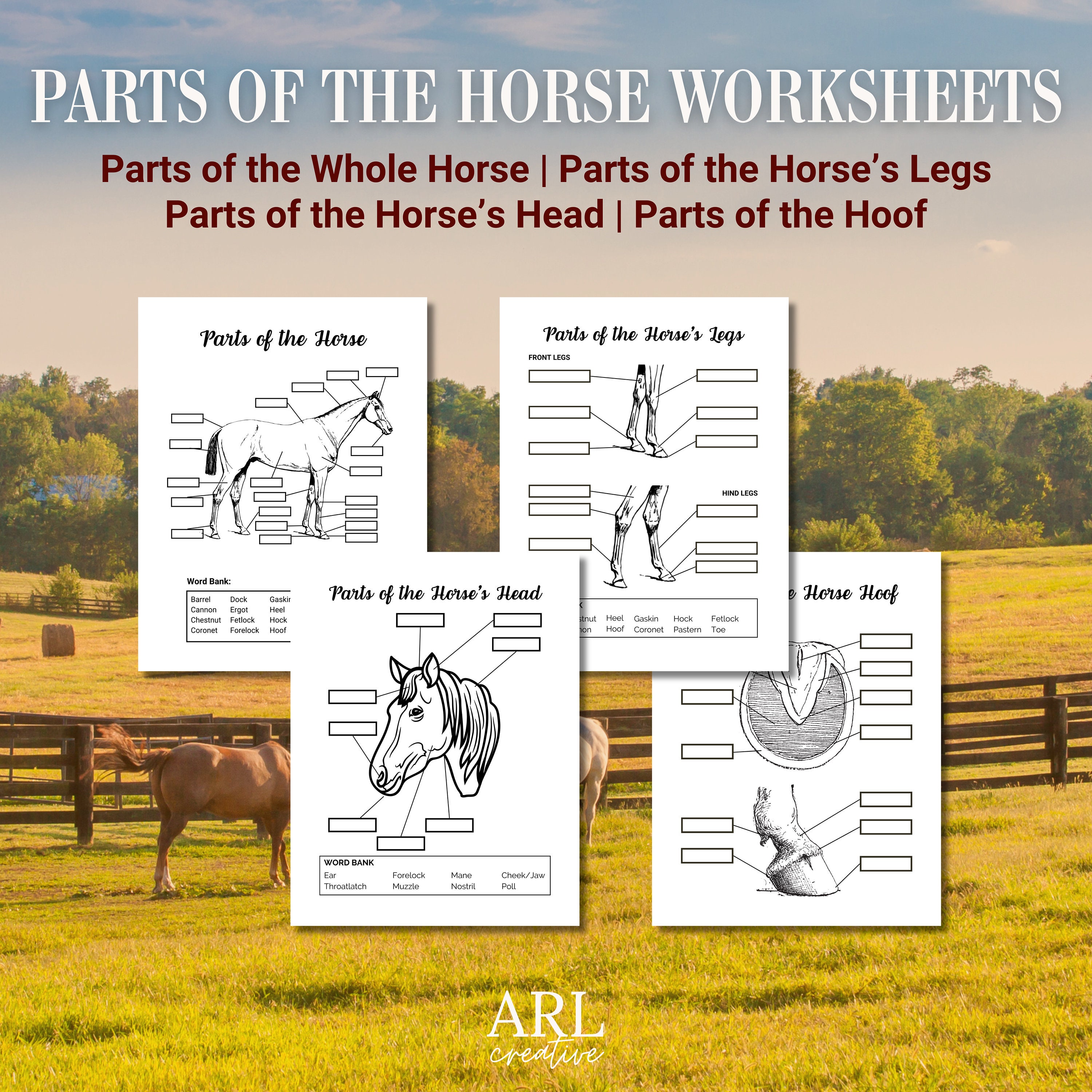 Horse Camp Worksheet Bundle | Horseback Riding Lesson Rain Day Activity | Homeschool Horse ...