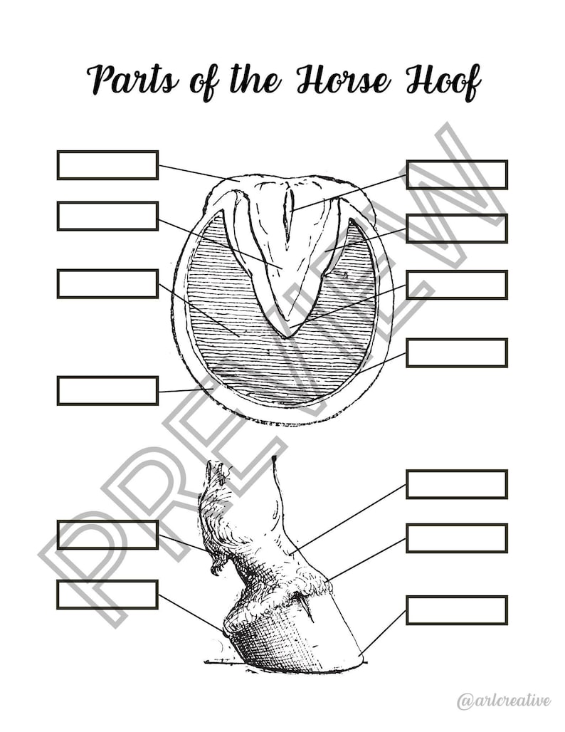 Parts of the Horse Hoof | Horse Worksheet | Horse Camp Activity - Etsy