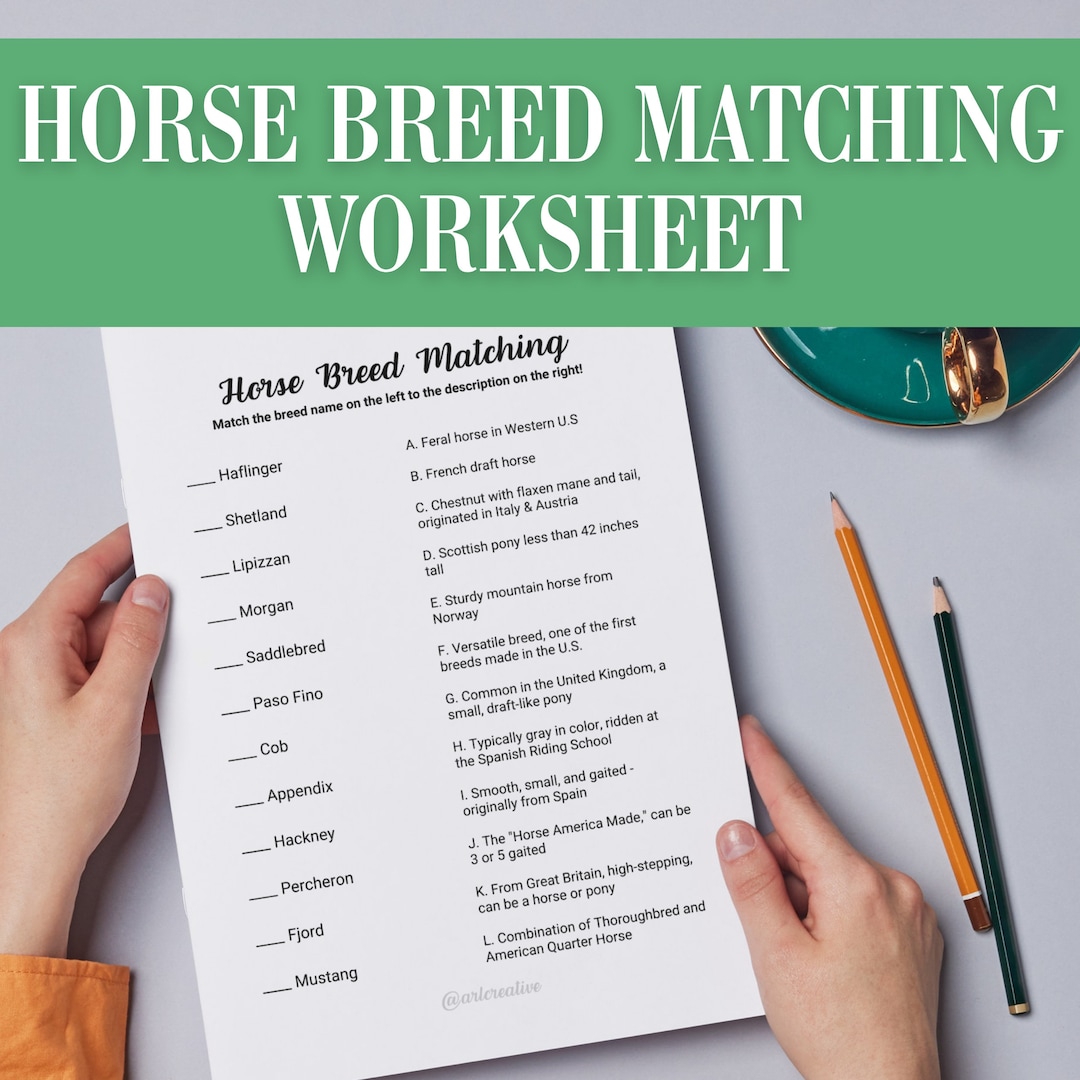 Horse Camp Activity | Horseback Riding Lesson | Horse Breed Matching ...