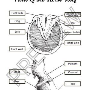 Horse Hoof Anatomy Worksheet | Camp Activity (digital Download) - Etsy
