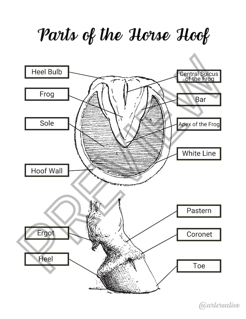 Parts of the Horse Hoof | Horse Worksheet | Horse Camp Activity - Etsy