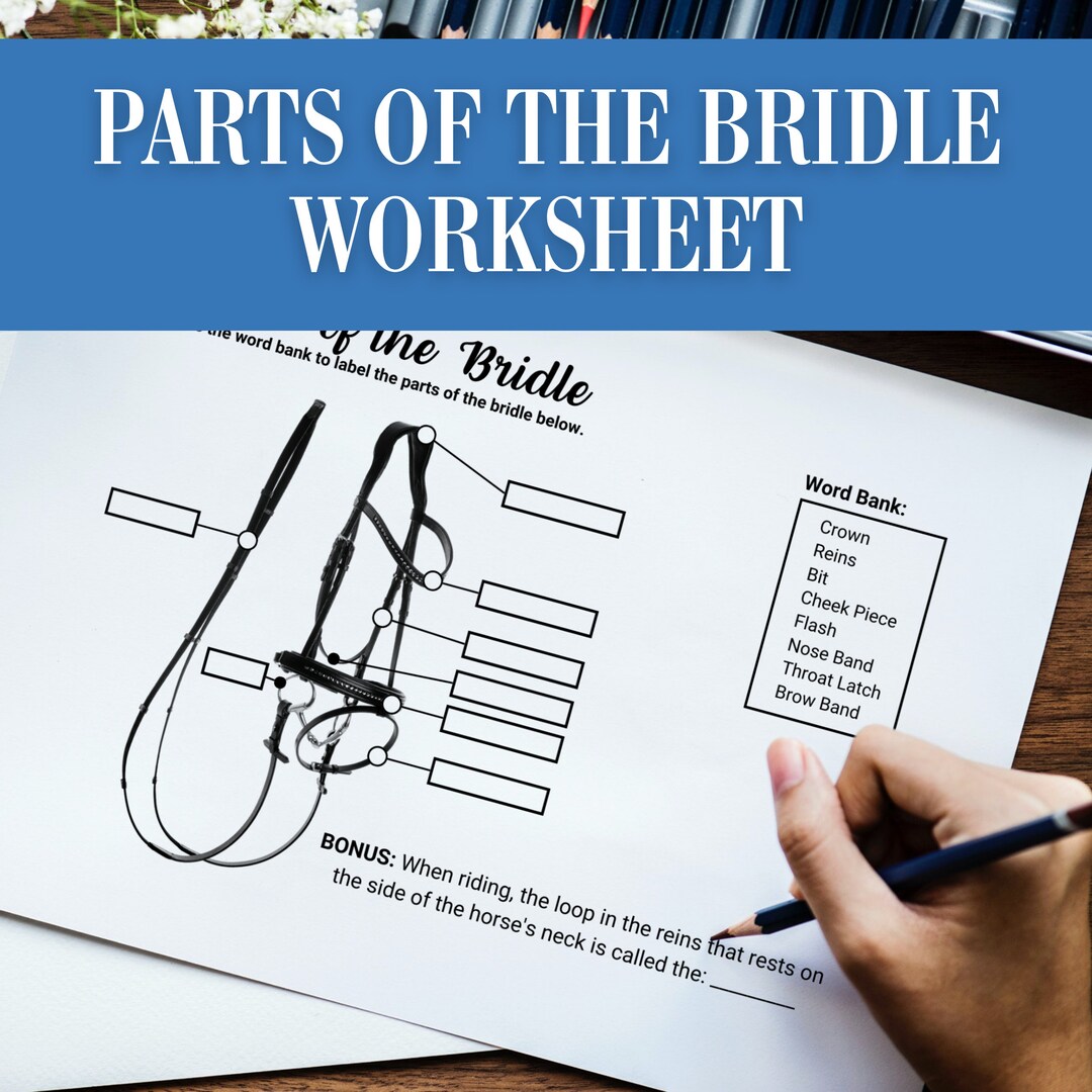 Parts of the Horses Bridle | Label Horse Tack Equipment | Horse Camp ...