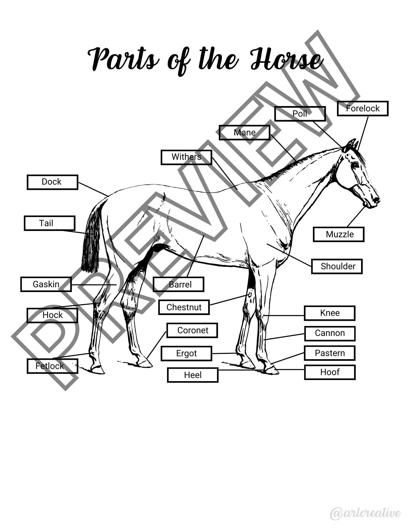 Parts of the Horse Worksheet - Etsy