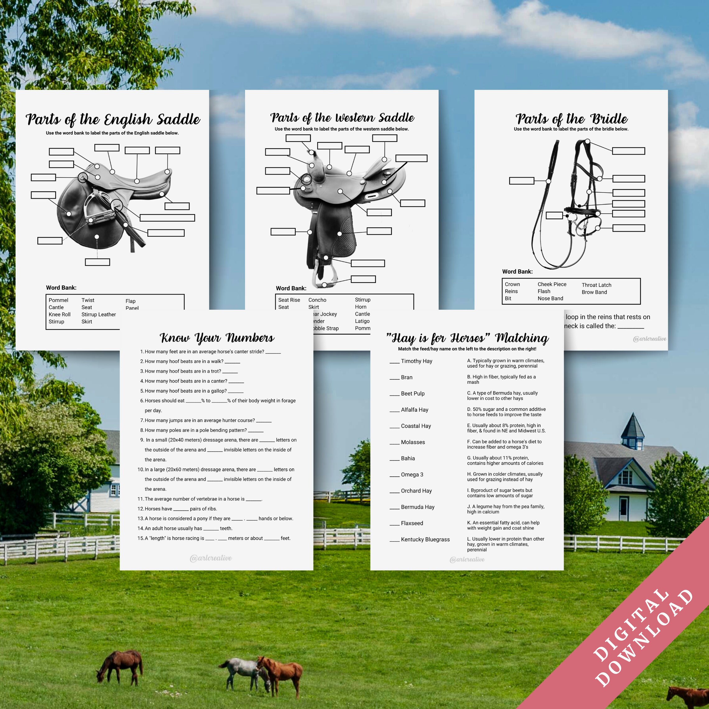 Horse Camp Activity Worksheet | Horseback Riding Lessons Plan | Equine ...