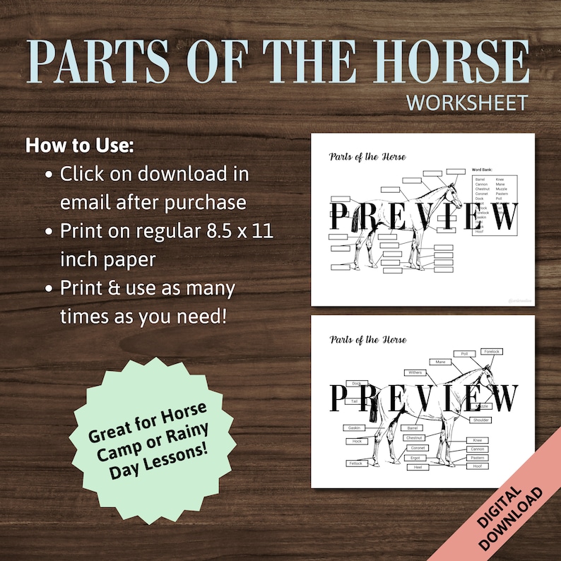 Parts of the Horse Activity Worksheet for Camp | Horseback Riding ...
