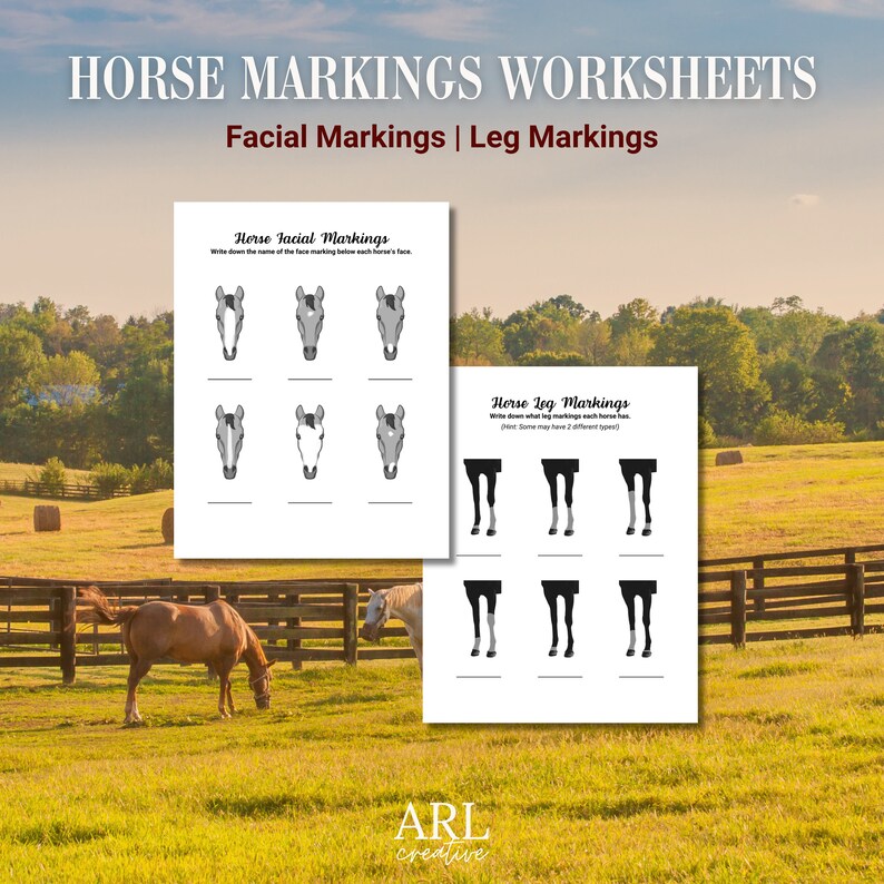 Horse Camp Worksheet Bundle | Horseback Riding Lesson Rain Day Activity | Homeschool Horse ...