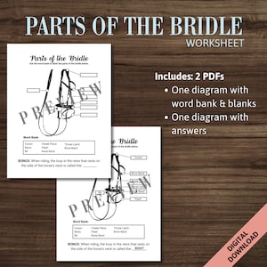 Parts of the Horse Bridle Worksheet | Horse Camp Activity Worksheet ...