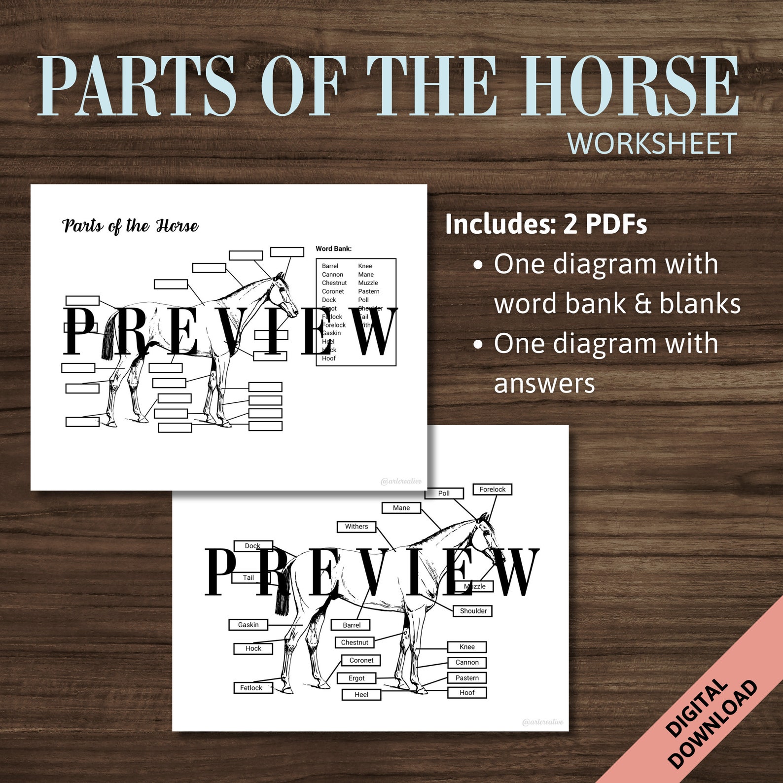 Parts of the Horse Activity Worksheet for Camp | Horseback Riding ...