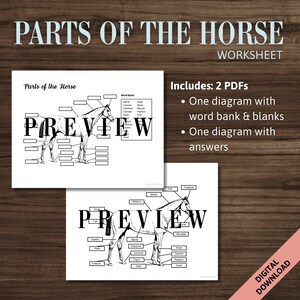 Parts of the Horse Activity Worksheet for Camp | Horseback Riding ...
