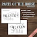 Parts of the Horse Activity Worksheet for Camp | Horseback Riding ...