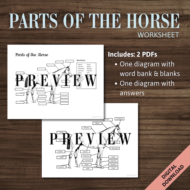 Parts of the Horse Activity Worksheet for Camp | Horseback Riding ...