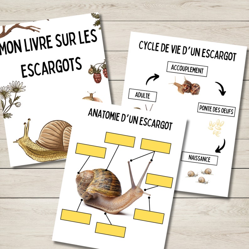 Educational PDF Snail – Life Cycle, Anatomy & Cut-out Cards ...