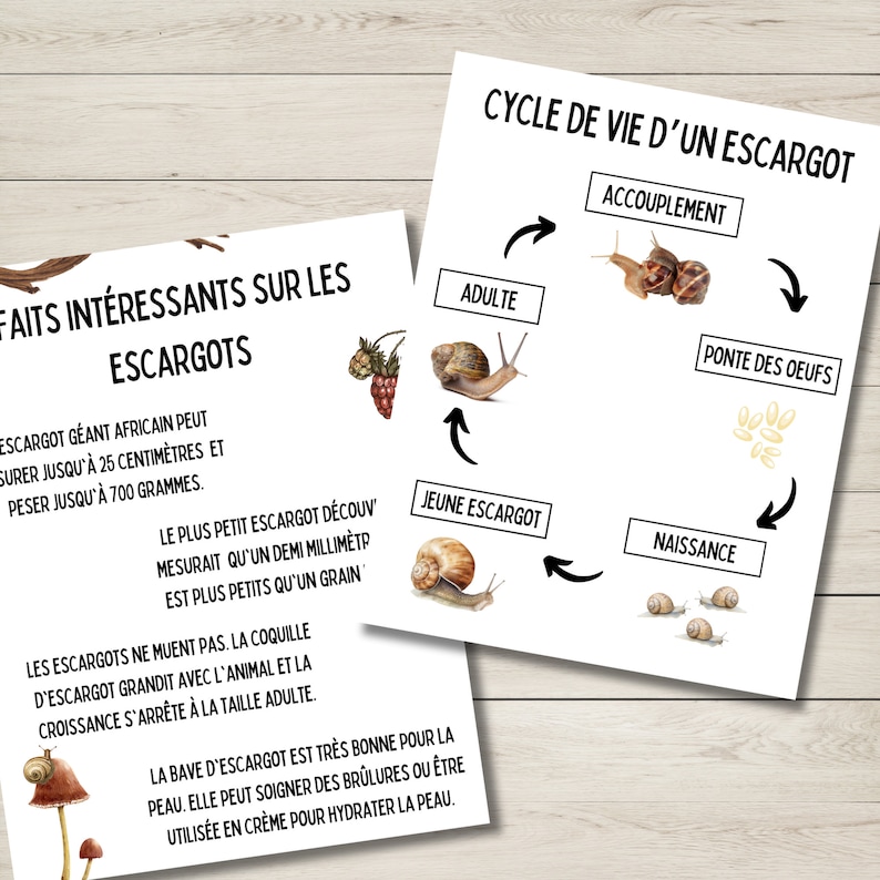 Educational PDF Snail – Life Cycle, Anatomy & Cut-out Cards ...