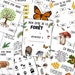 Printable Forest Book for Homeschool, Nature Study Learning Materials ...