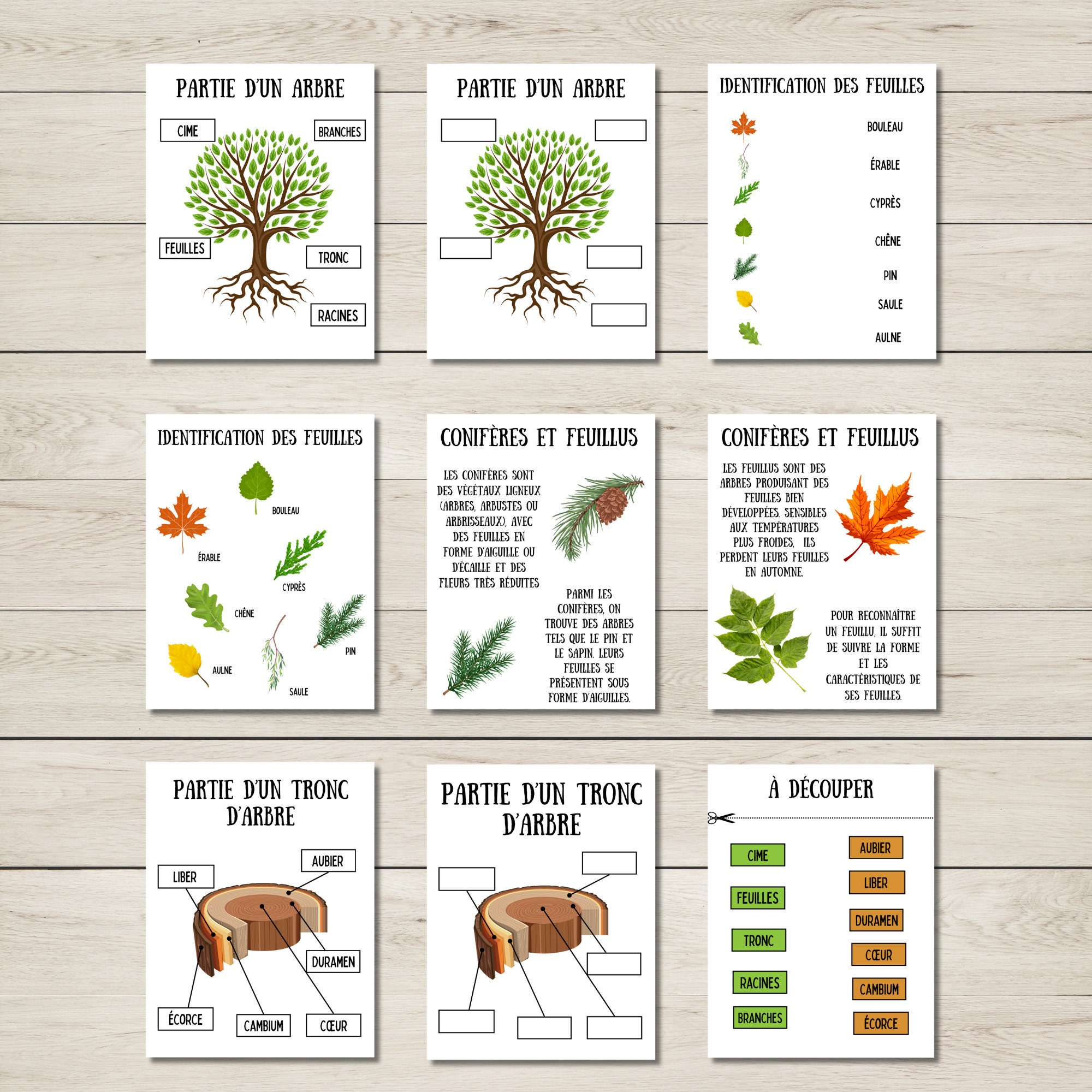 Printable Forest Book for Homeschool, Nature Study Learning Materials ...