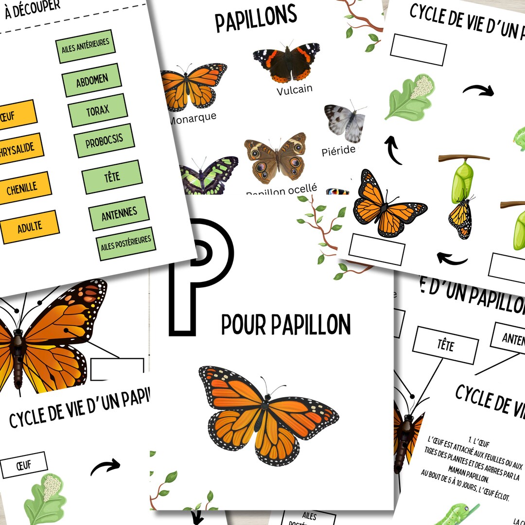 Butterfly Study Unit in French, Butterfly Life Cycle, Preschool ...