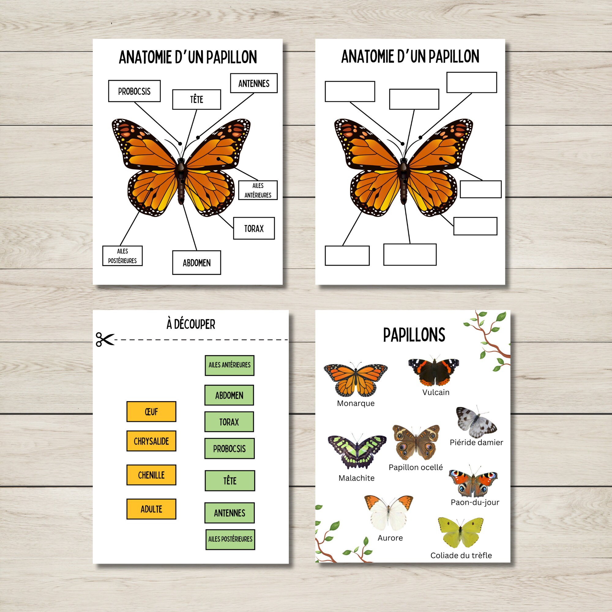 Butterfly Study Unit in French, Butterfly Life Cycle, Preschool ...