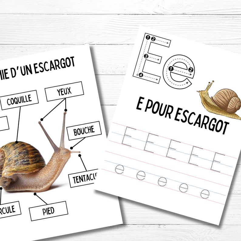 Educational PDF Snail – Life Cycle, Anatomy & Cut-out Cards ...