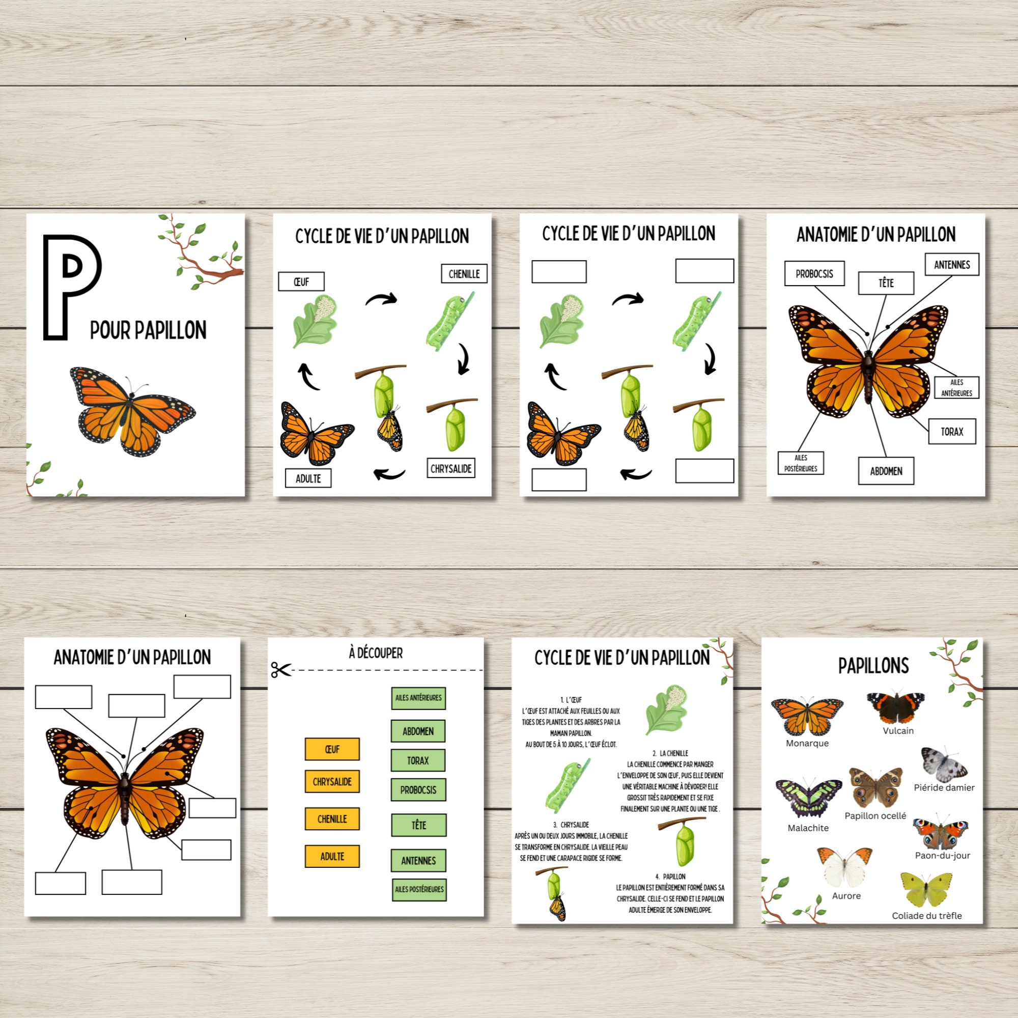 Butterfly Study Unit in French, Butterfly Life Cycle, Preschool ...