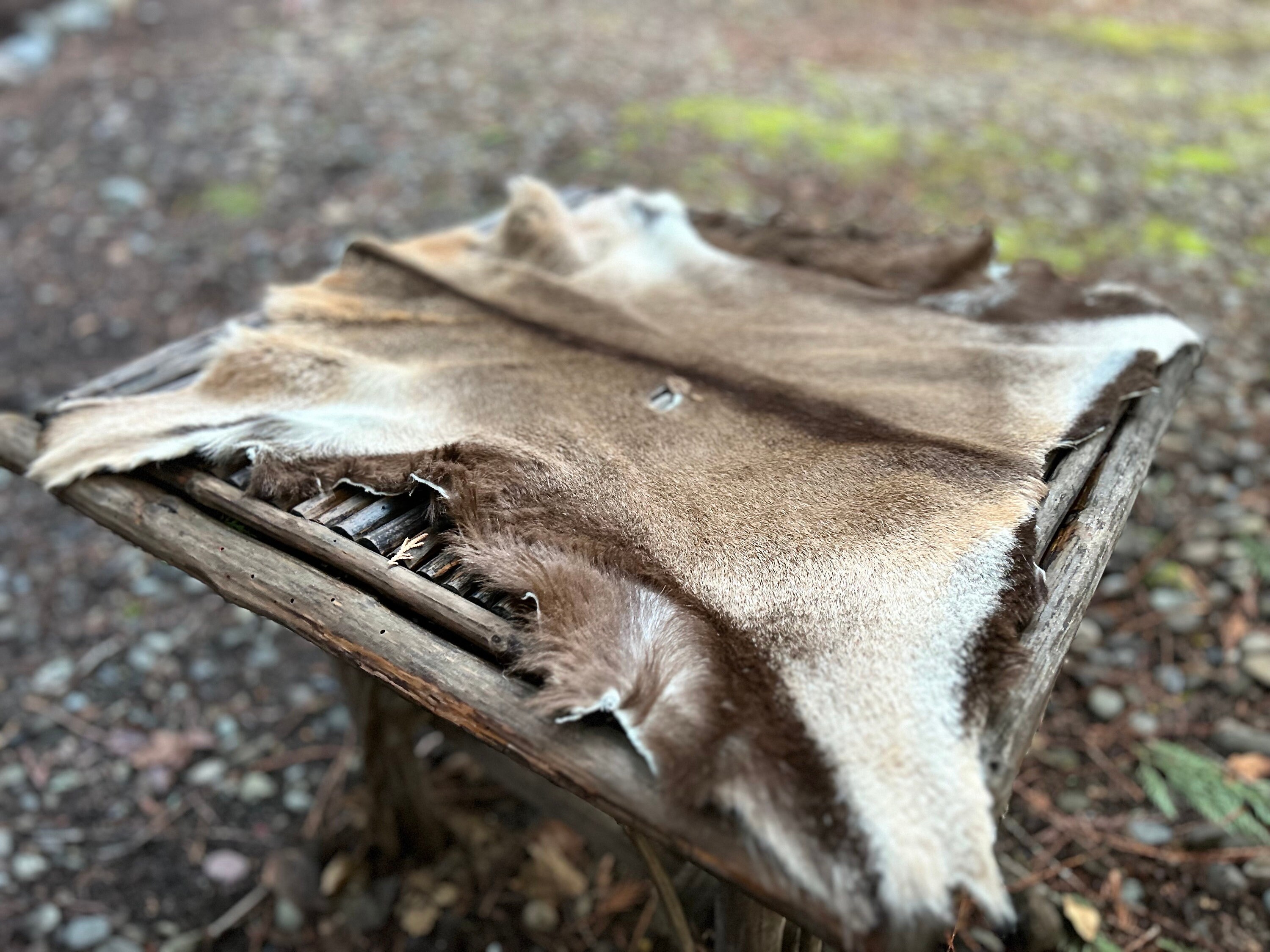 Exotic Goat Hide Goat Hide Rug Goat Leather - Etsy