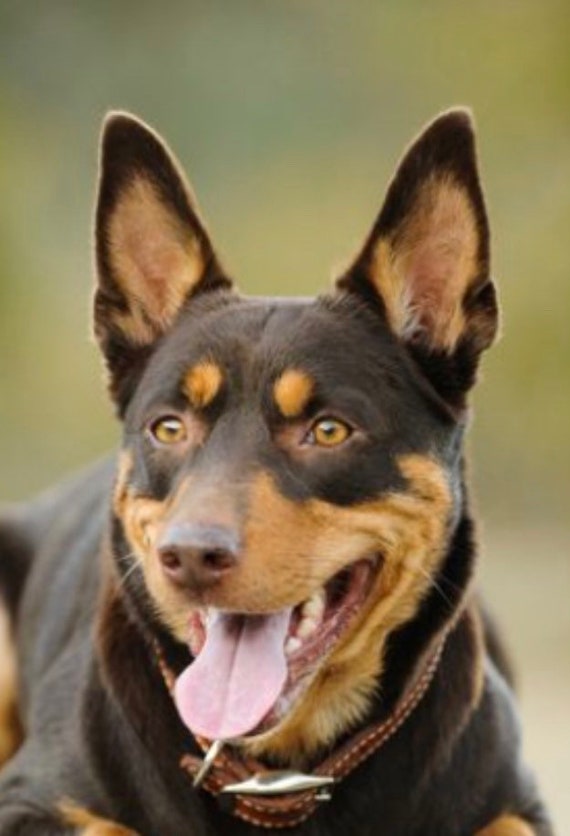 What Does It Mean To Pet A Burning Dog
