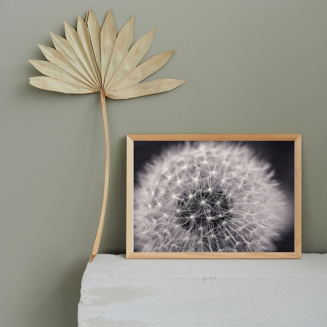 Digital Print White Dandelion Grayscale Photo Flowers Black & White - Etsy