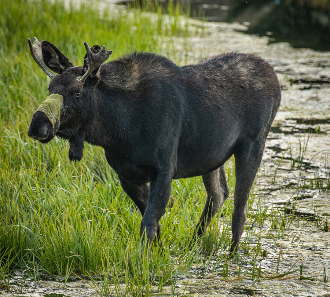 Adolescent Bull Moose, Rocky Mountain Wildlife Photography, Instant ...
