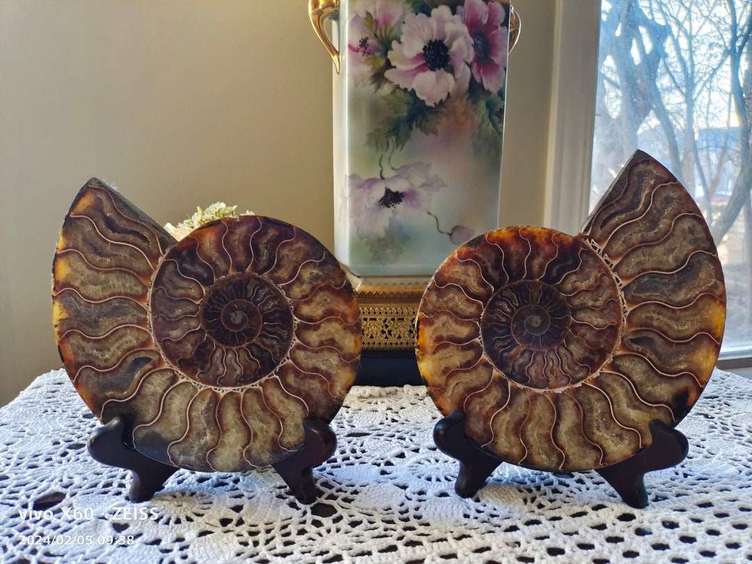 Large Polished Ammonite Pair -cretaceous (145 - 66 Million Years ...