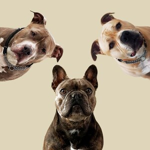 Custom 3 Pet Portrait From the Photo, Fun Multiple Animal (3 in 1 ...