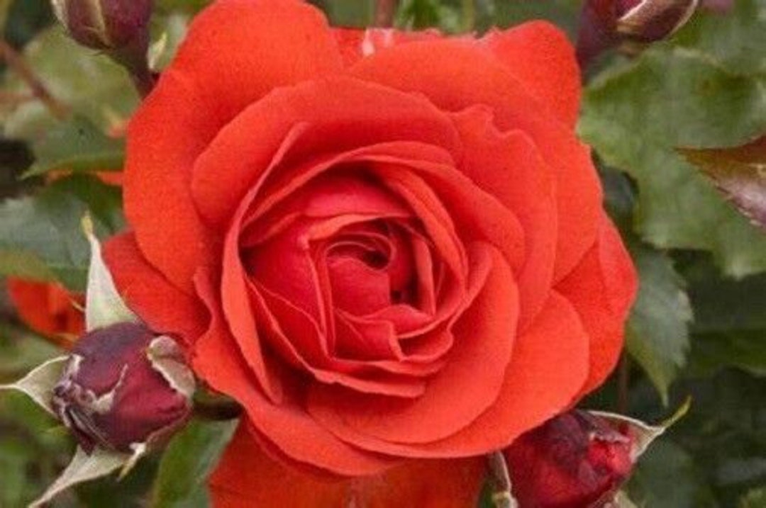 Shrub/bush Rose Trumpeter Red/orange Fragrant Flowers, 4lt Pot Plant ...