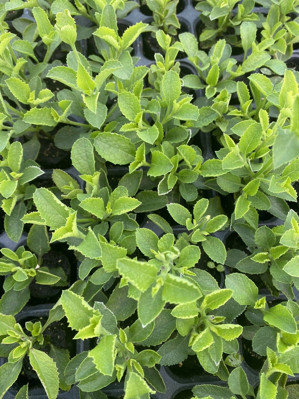 3x Blue Flowering Salvia African Sky Plug Plants, Ornamental Sage ...