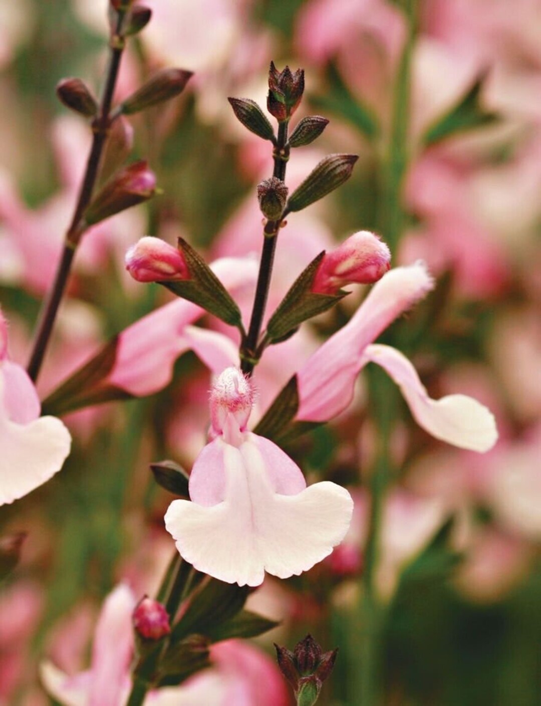 3x Salvia Lara Plug Plants, Aromatic Ornamental Sage Perennial, Pink ...