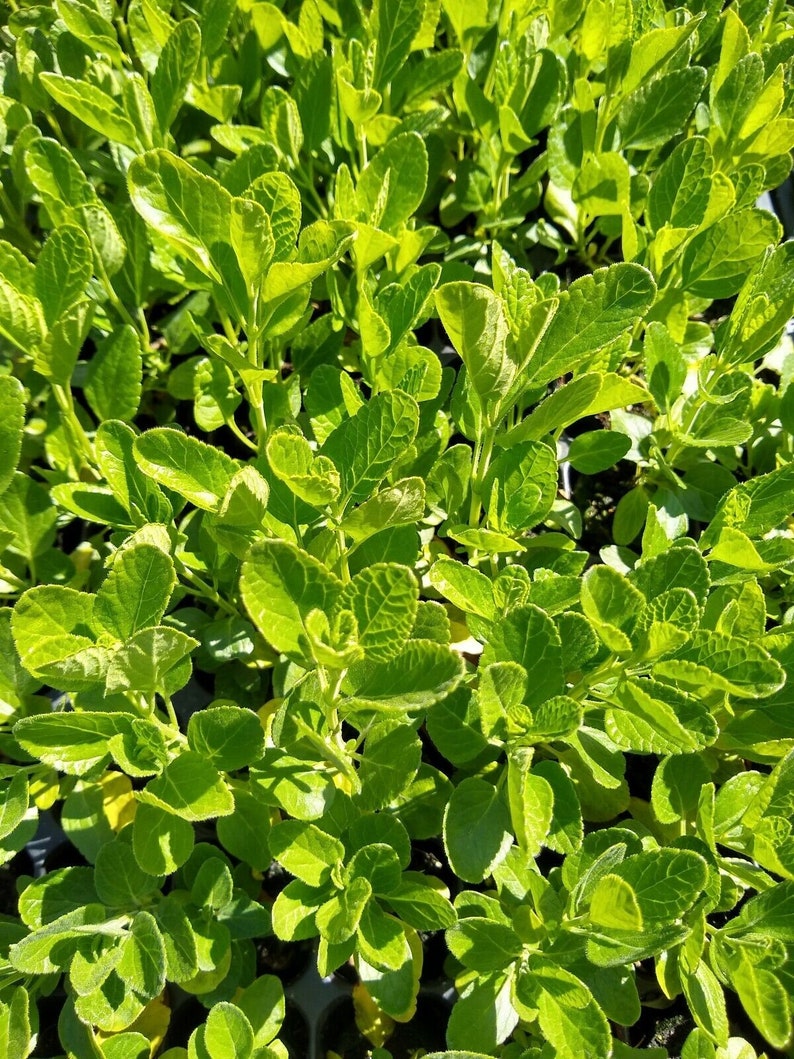 3x Salvia Perennial White Full Moon Plug Plants Ornamental Flowering ...