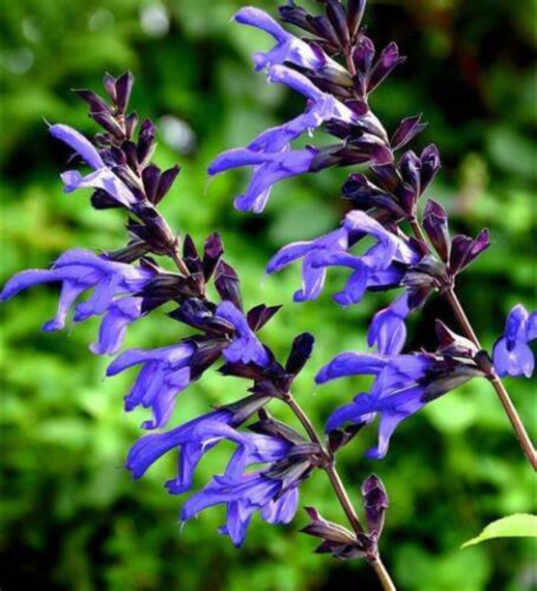 3 X Salvia Animo Plug Plants, Ornamental Sage Perennial, Blue/black ...
