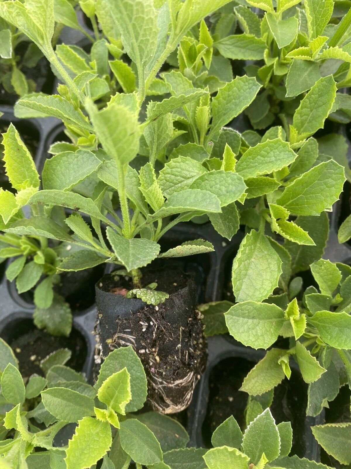 3x Blue Flowering Salvia African Sky Plug Plants, Ornamental Sage ...