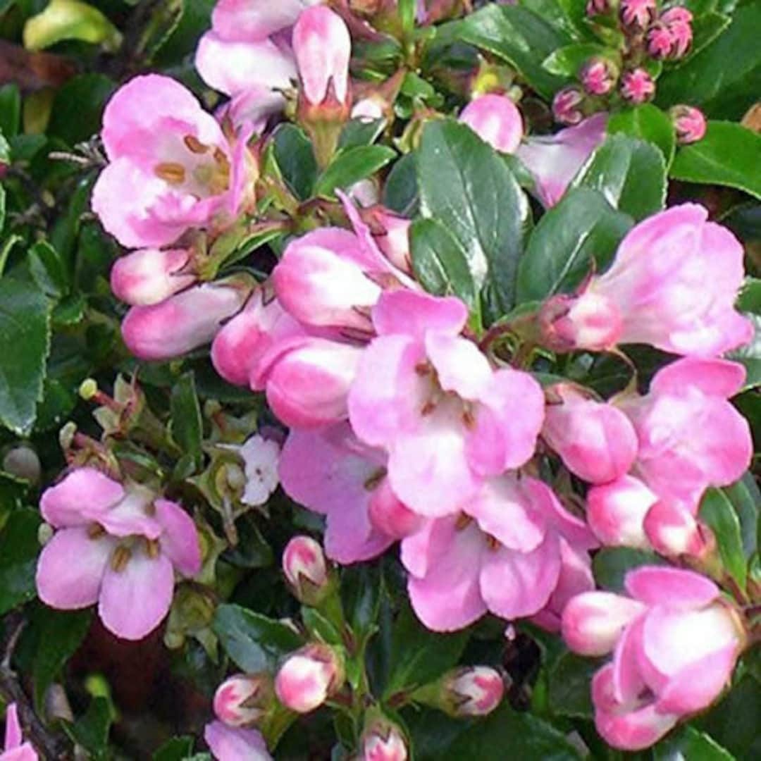 Escallonia Apple Blossom Plant, Pink Flowering Shrub, Evergreen, Hardy ...