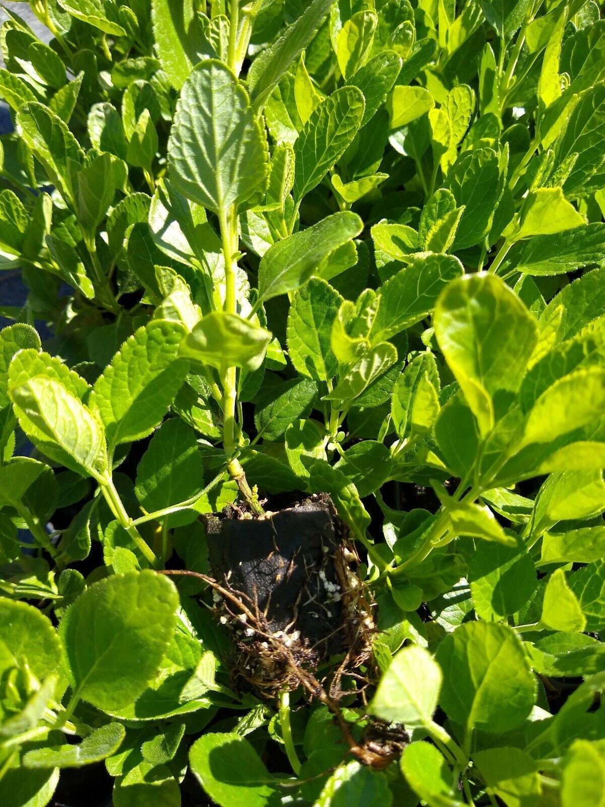 3x Salvia Perennial White Full Moon Plug Plants Ornamental Flowering ...